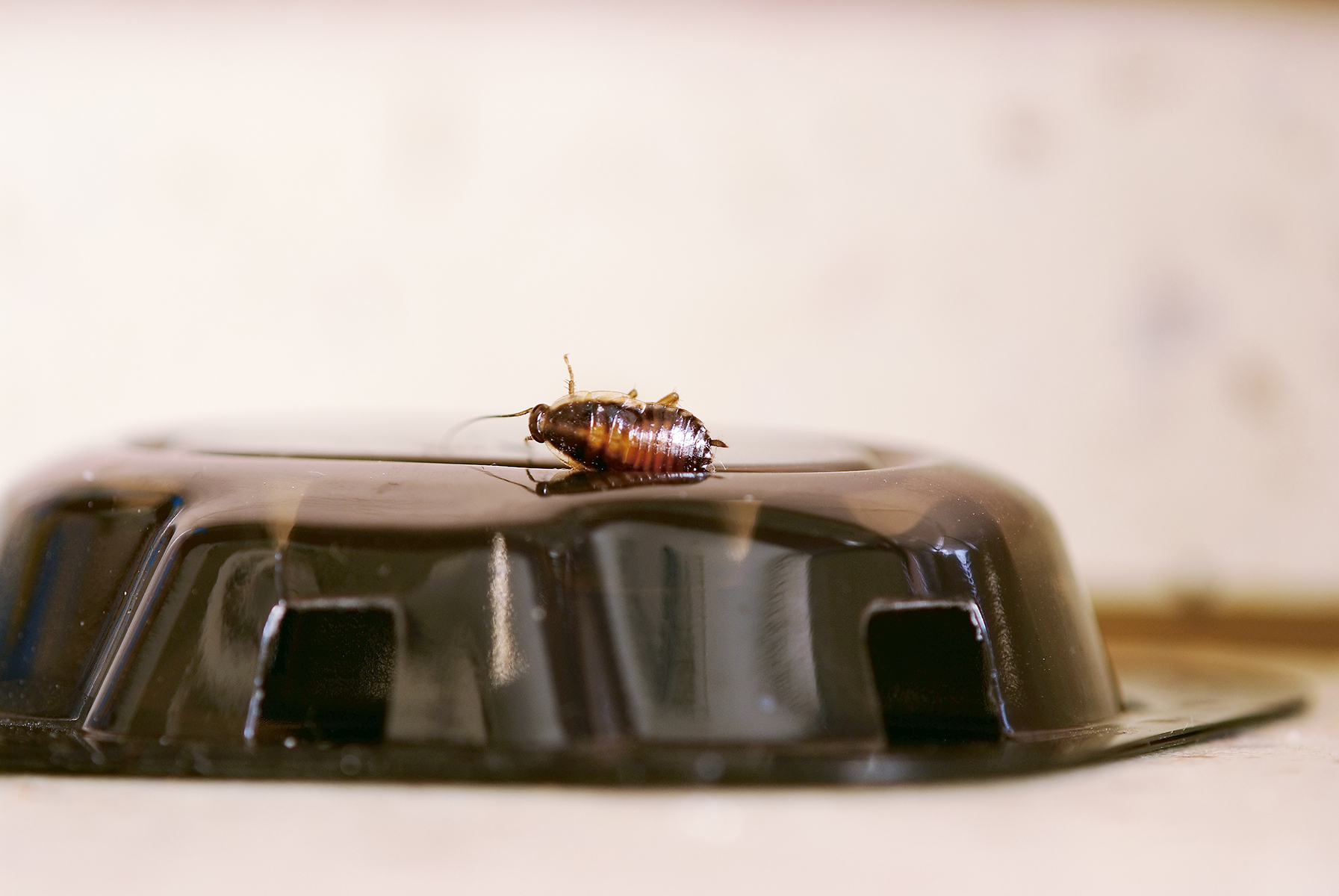 The best cockroach bait to eliminate pests from your home | 21Oak