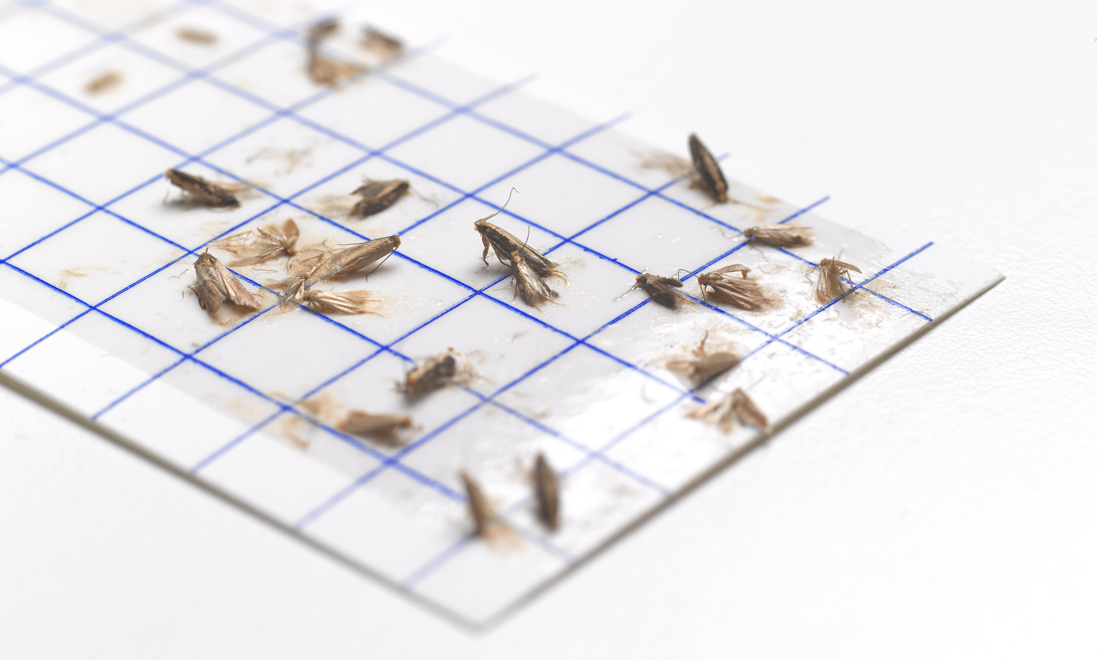 The best moth traps | 21Oak