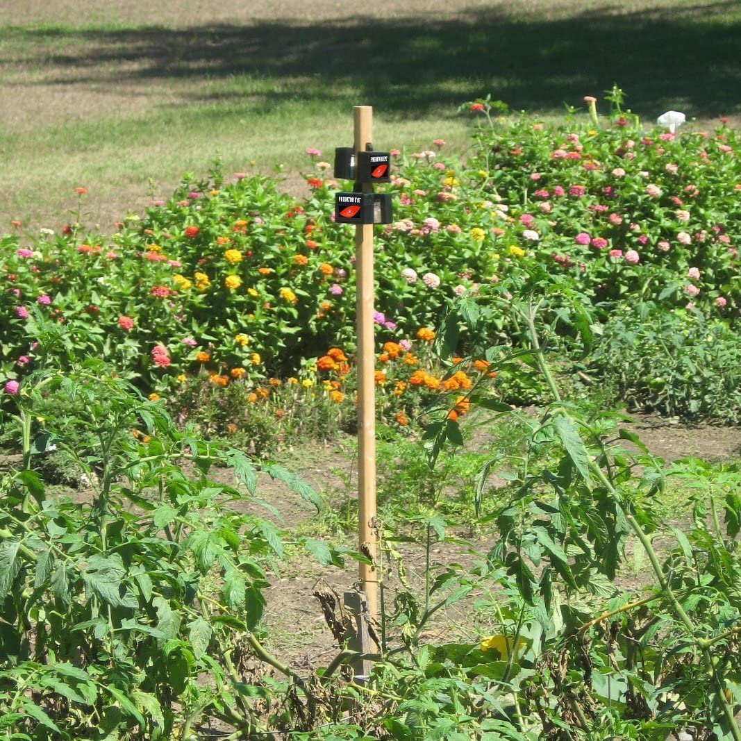 The best predator lights | 21Oak