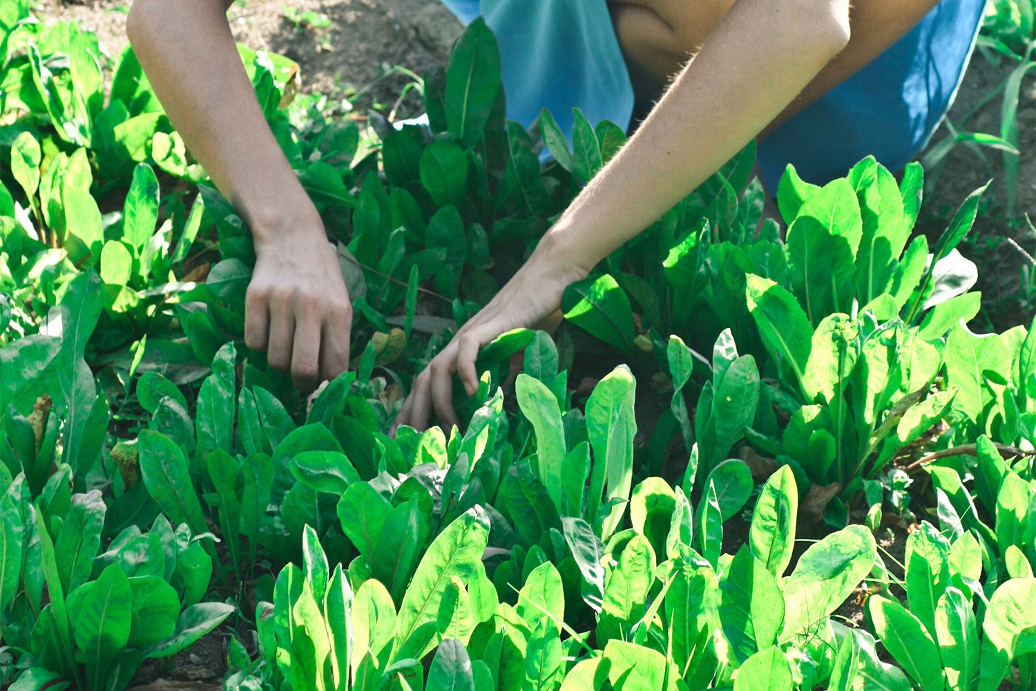 Organic Pest Control Options for Your Garden | 21Oak