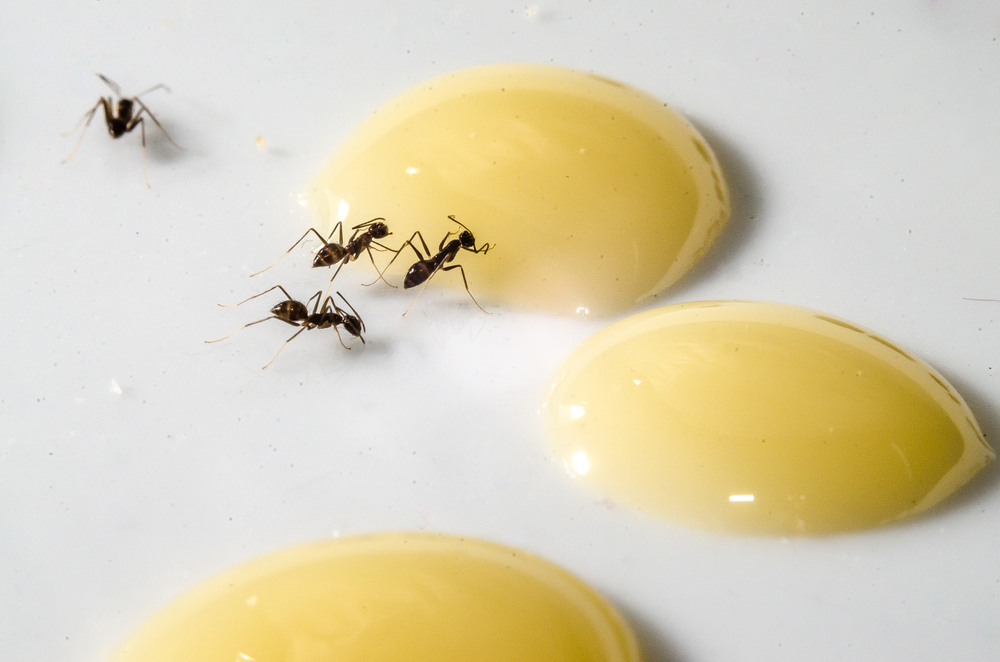 The best ultrasonic pest control devices for your home | 21Oak