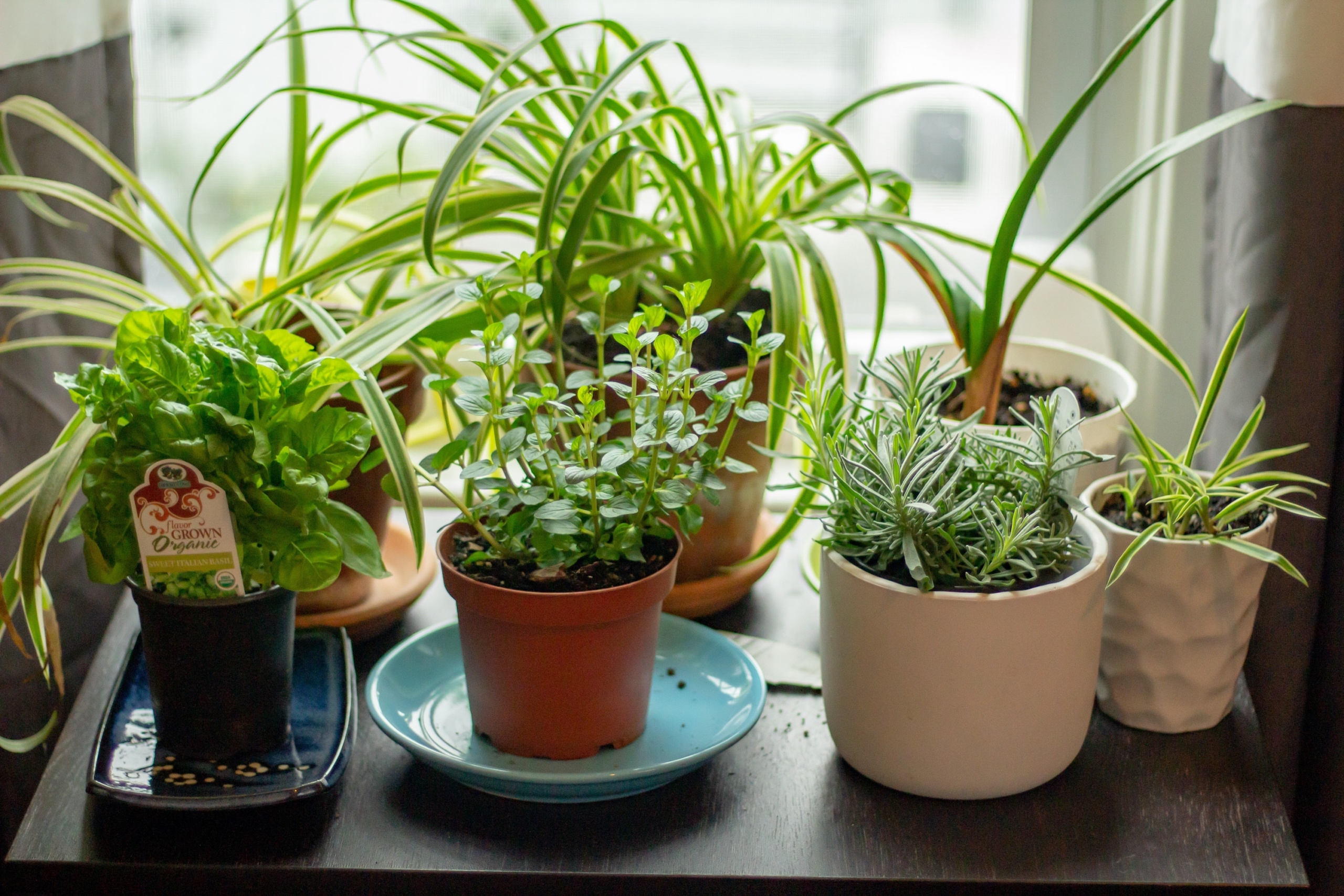 How to start a window sill garden | 21Oak