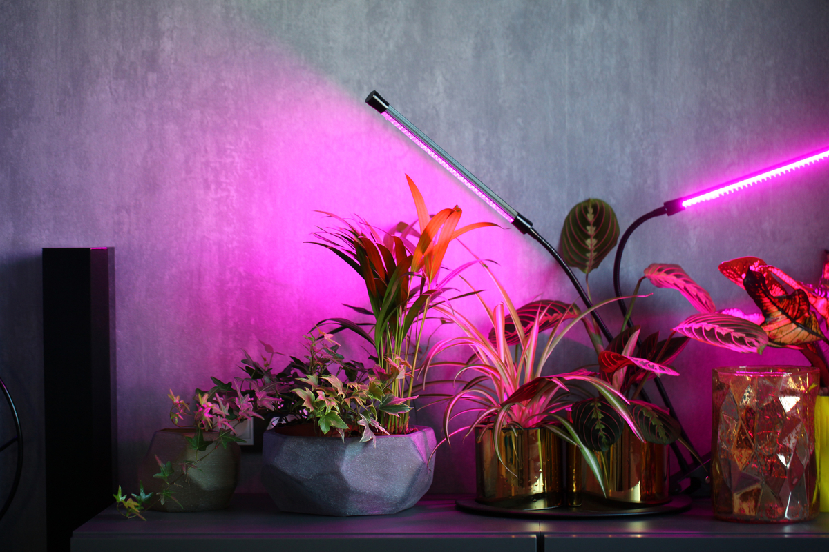 How To Choose The Best Indoor Lighting For Thriving Plants 21Oak How To Choose The Best Indoor Lighting For Thriving Plants 21Oak