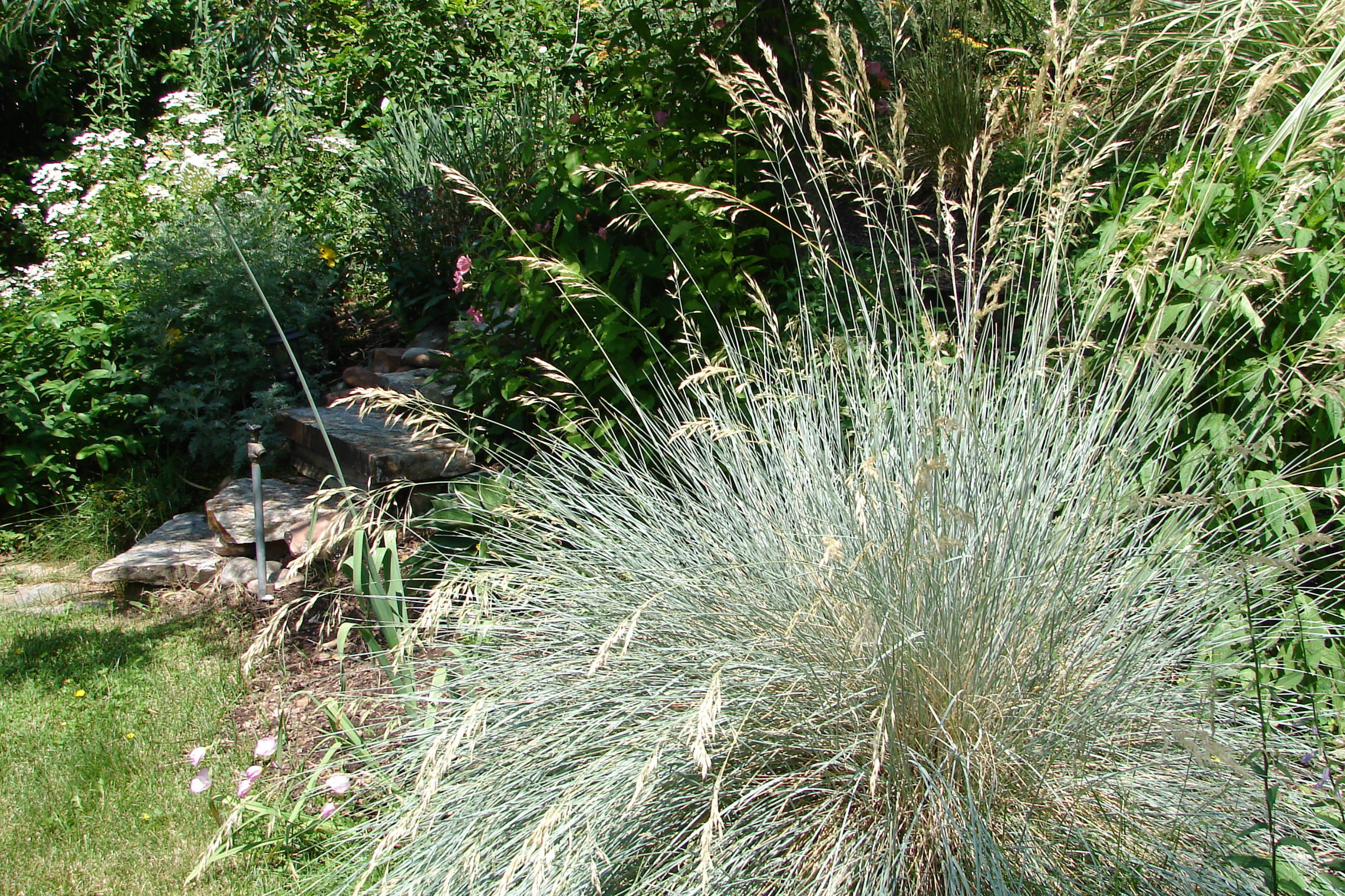 Blue Oat Grass: Why It's Great and How to Care for It | 21Oak